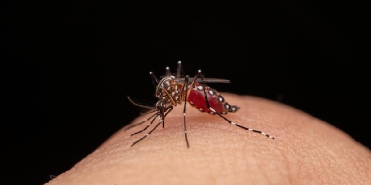 Dengue en Tamaulipas: ya son mil 807 casos confirmados, ¿qué municipios tienen más casos ...